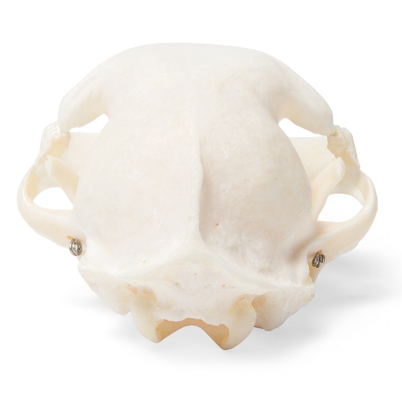 3B Scientific Real Cat Skull (Felis Catus) | Health and Care